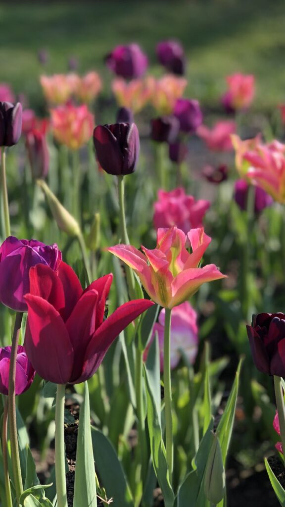 Plant Sourcing & Design – Landscape Design and Garden Project ...