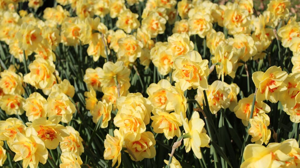 Plant Sourcing & Design – Landscape Design and Garden Project ...