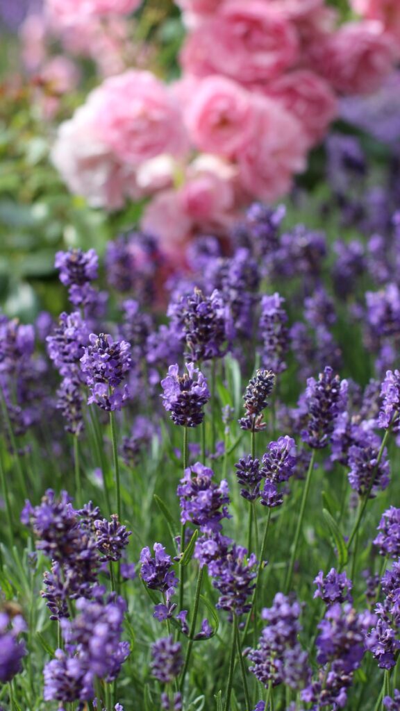 Plant Sourcing & Design – Landscape Design and Garden Project ...