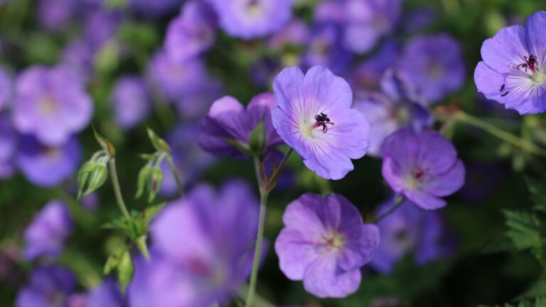 Plant Sourcing & Design – Landscape Design and Garden Project ...