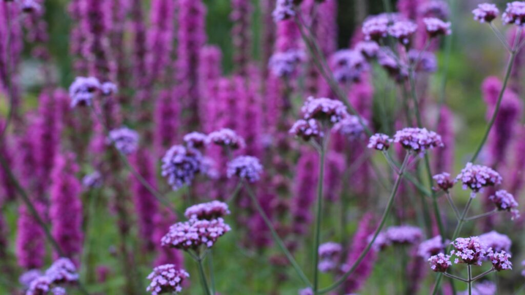 Plant Sourcing & Design – Landscape Design and Garden Project ...